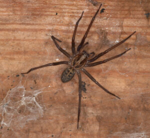 How to Get Rid of Spiders in the Garage: The Ultimate Guide!