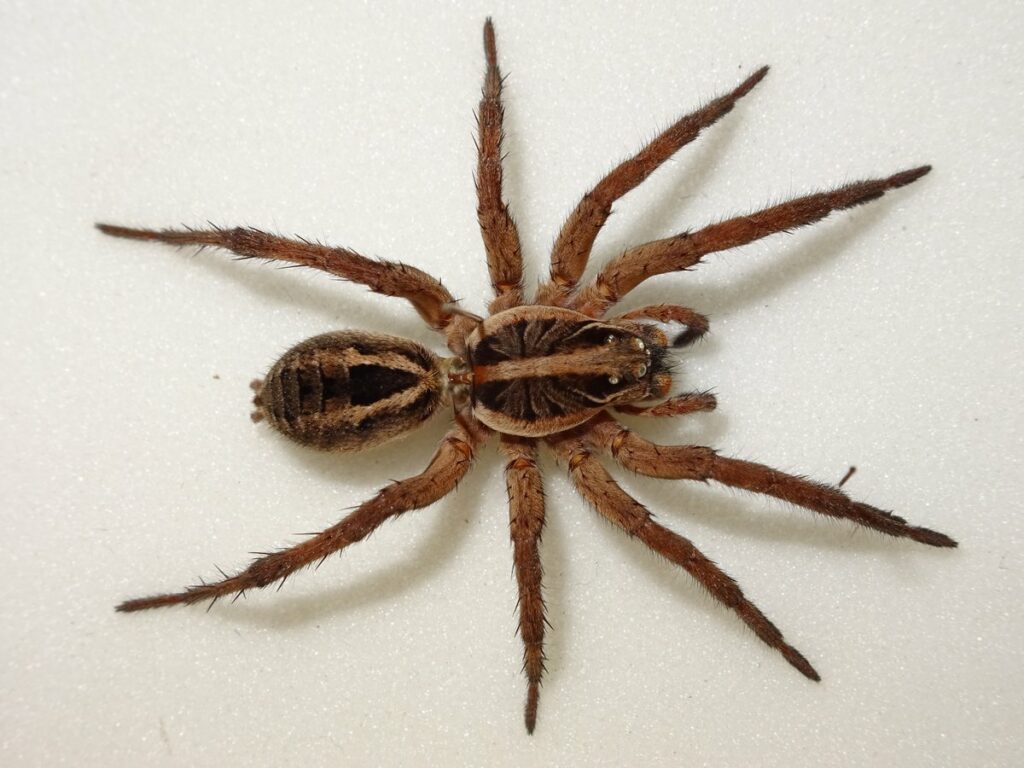 How to Get Rid of Spiders in the Garage: The Ultimate Guide!